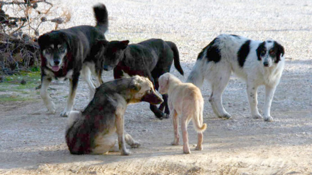 Care and neutering: the only solution for stray dogs