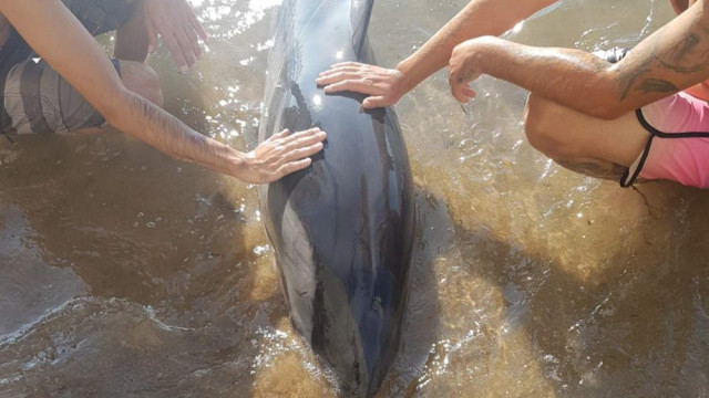 Dolphin battling for its life after being washed ashore