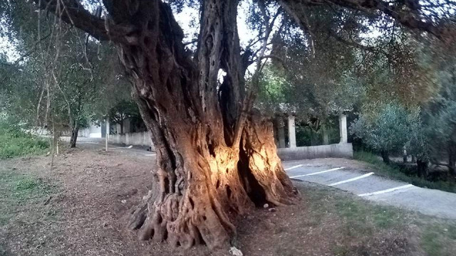 One of the oldest olive trees in the world in Corfu!
