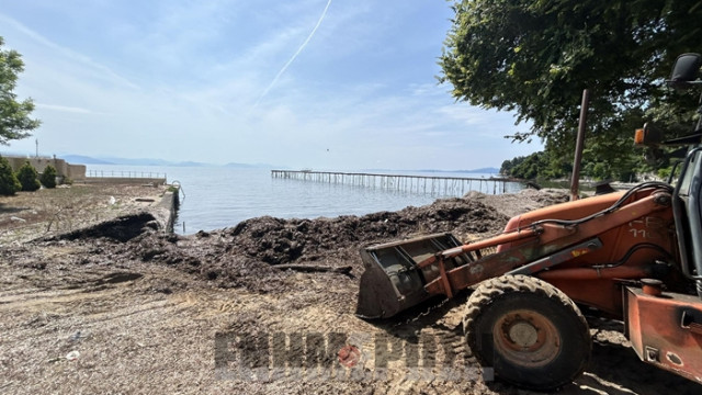 Seaweed being removed from Mon Repos beach