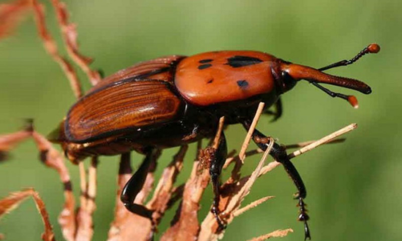 Municipality using approved insecticide to combat red palm weevils ...