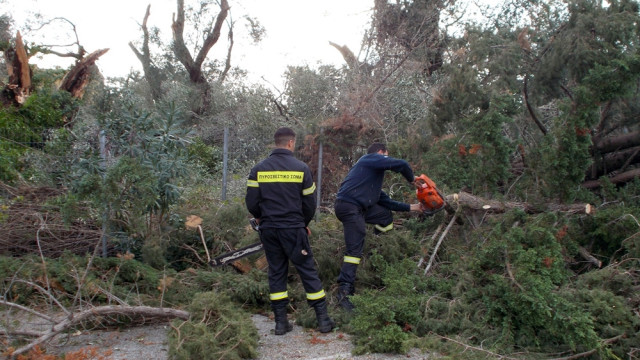 100 damaged trees in south Corfu cut up and removed by the Fire Service