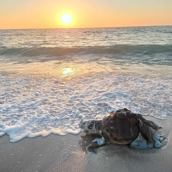 Two dead turtles washed up on Corfu beaches